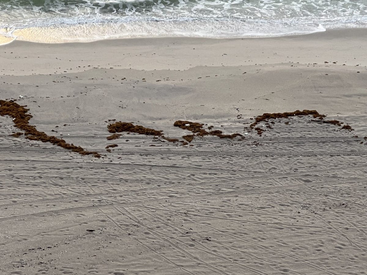 Can You Read Seaweed As Well as I do? | by Tom Madden | Sep, 2024 | Medium