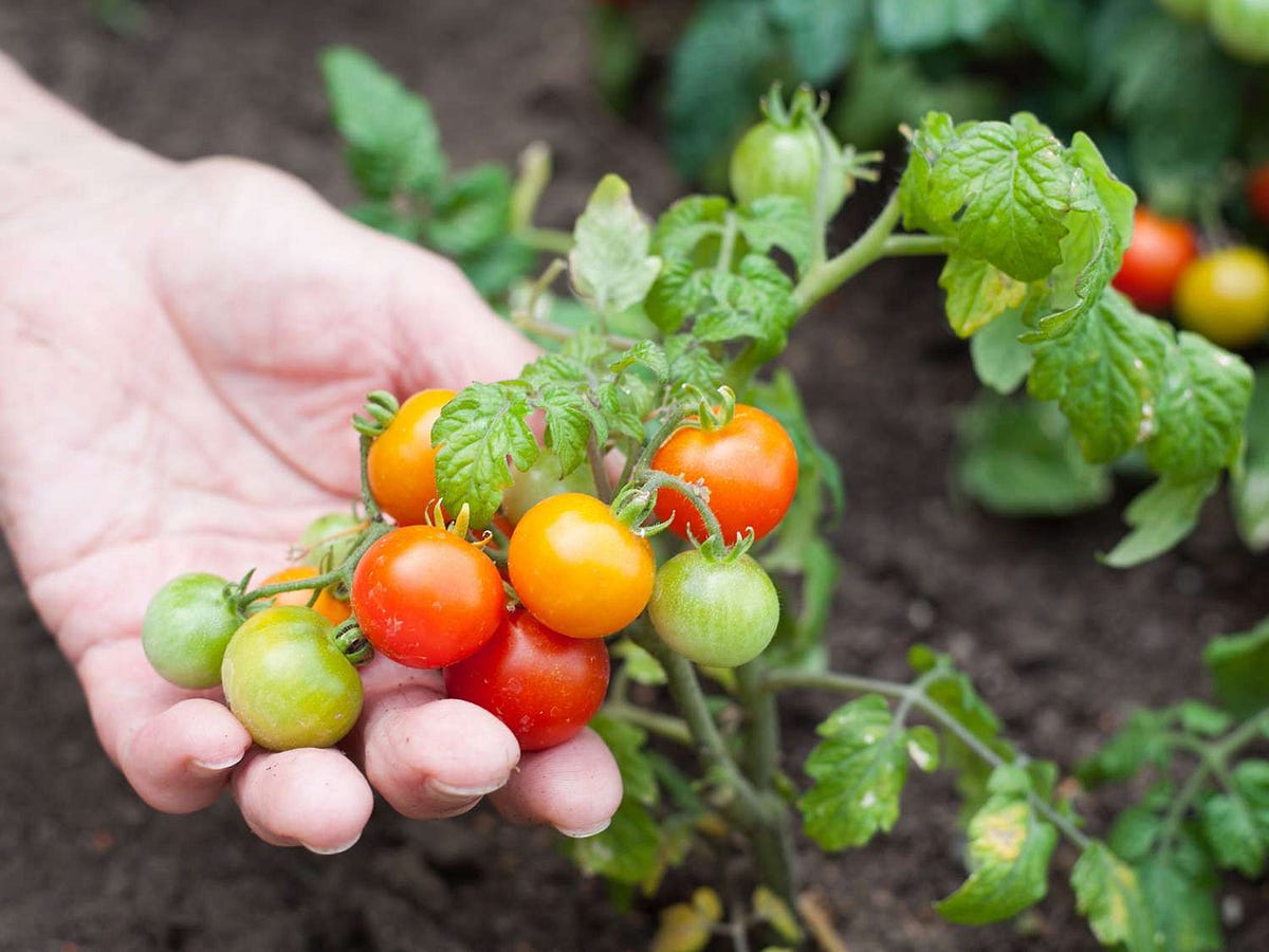 Organic Vegetables Market 2023 Industry Opportunities And Development ...