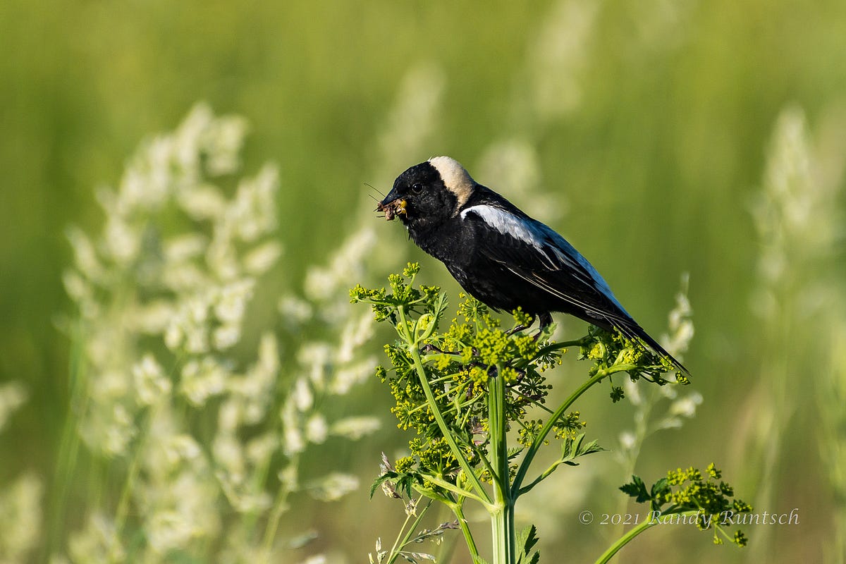 The Arrival and Departure of the Bobolinks | by Randy Runtsch ...