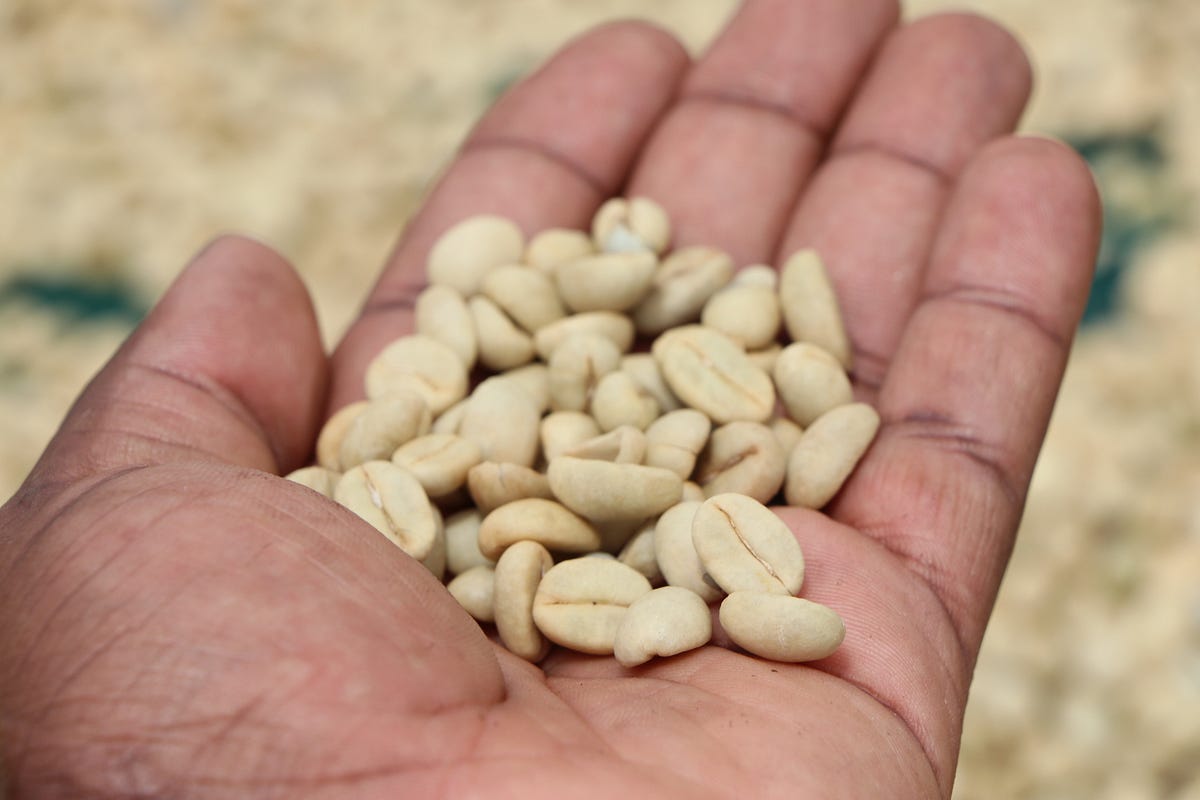Unlocking the Essence of Kenyan C Grade Coffee: Quality and ...