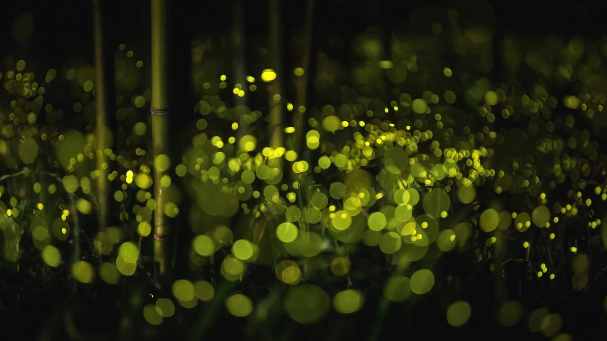 Fireflies - Sam Haines - Medium