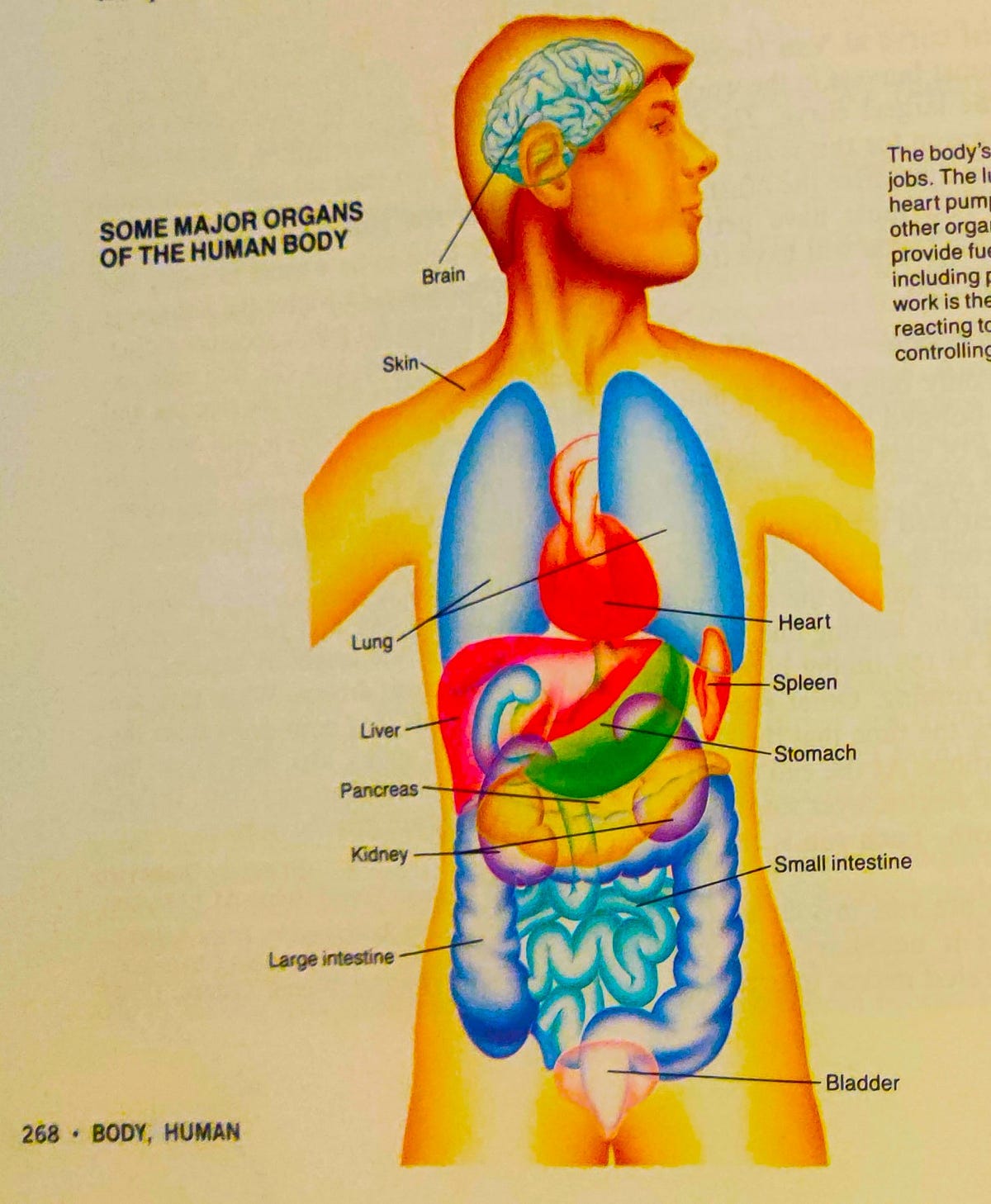 How Can A Doctor Remove The Wrong Organ? | by Annelise Lords | The ...