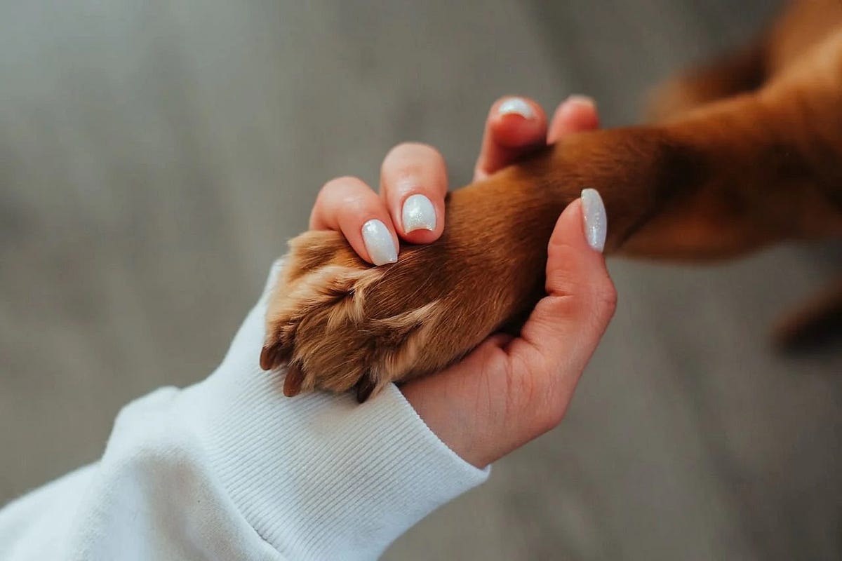 The Role of Pets in Environmental Conservation | by Amy Smith | Medium
