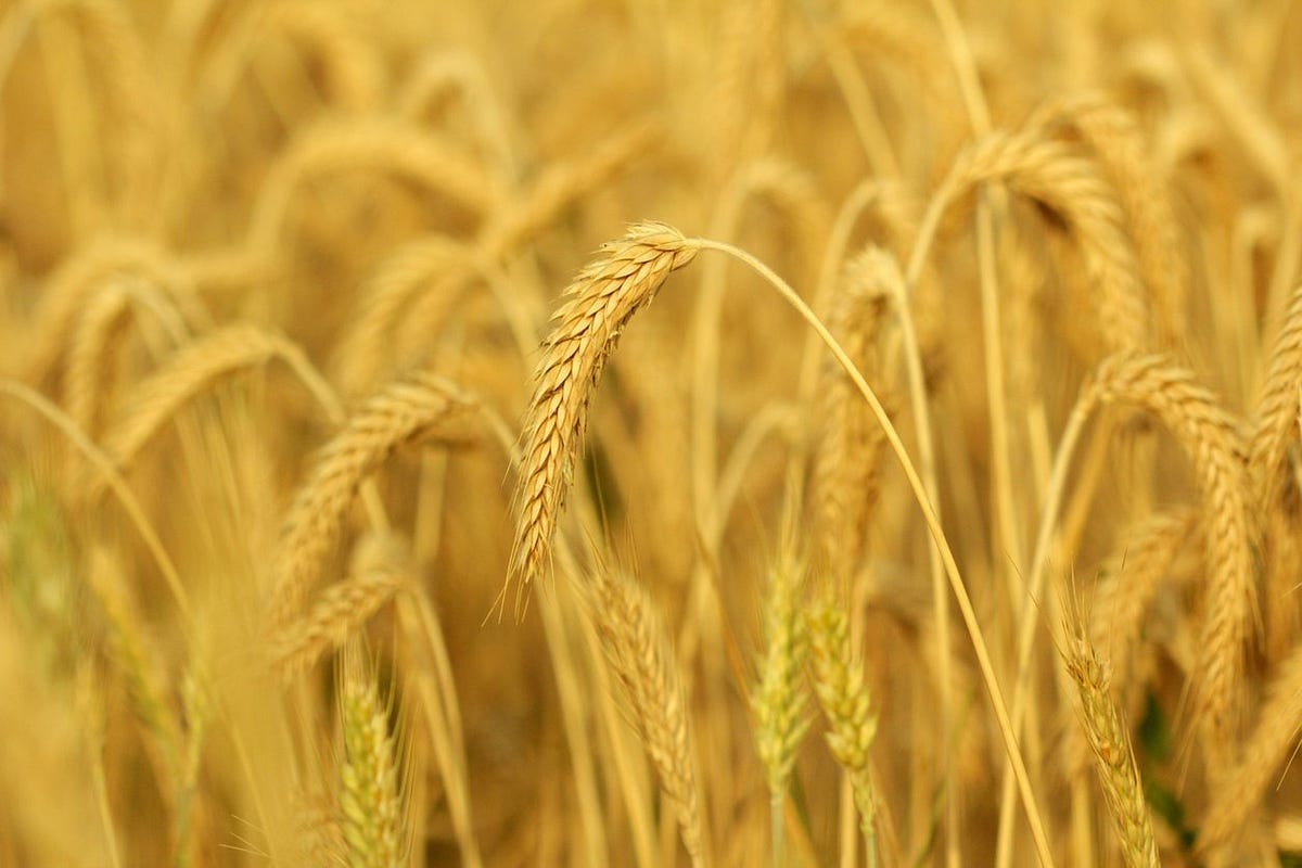 INTO WHEAT. Ecosystem Summary | by Wheatfarm | Medium