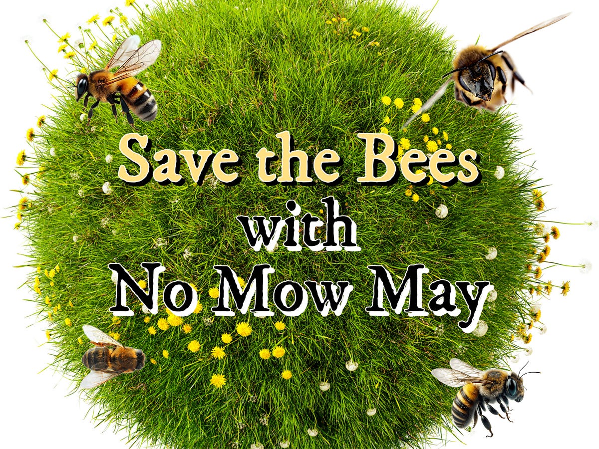 No Mow May: Save the Bees and Your Lawn | by Morristown Minute | Medium