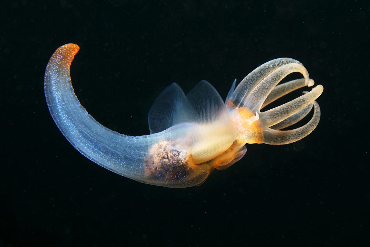 Sea Butterfly Eating