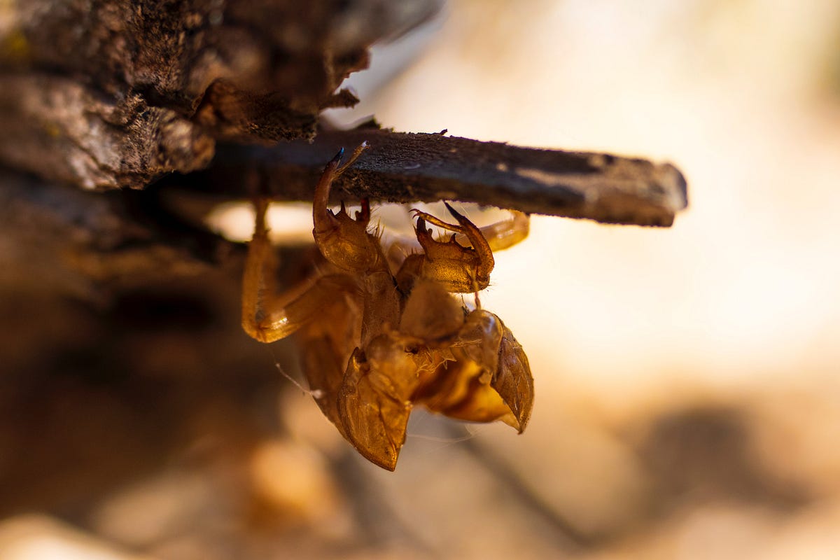 cicada - Of Poetry and People - Medium