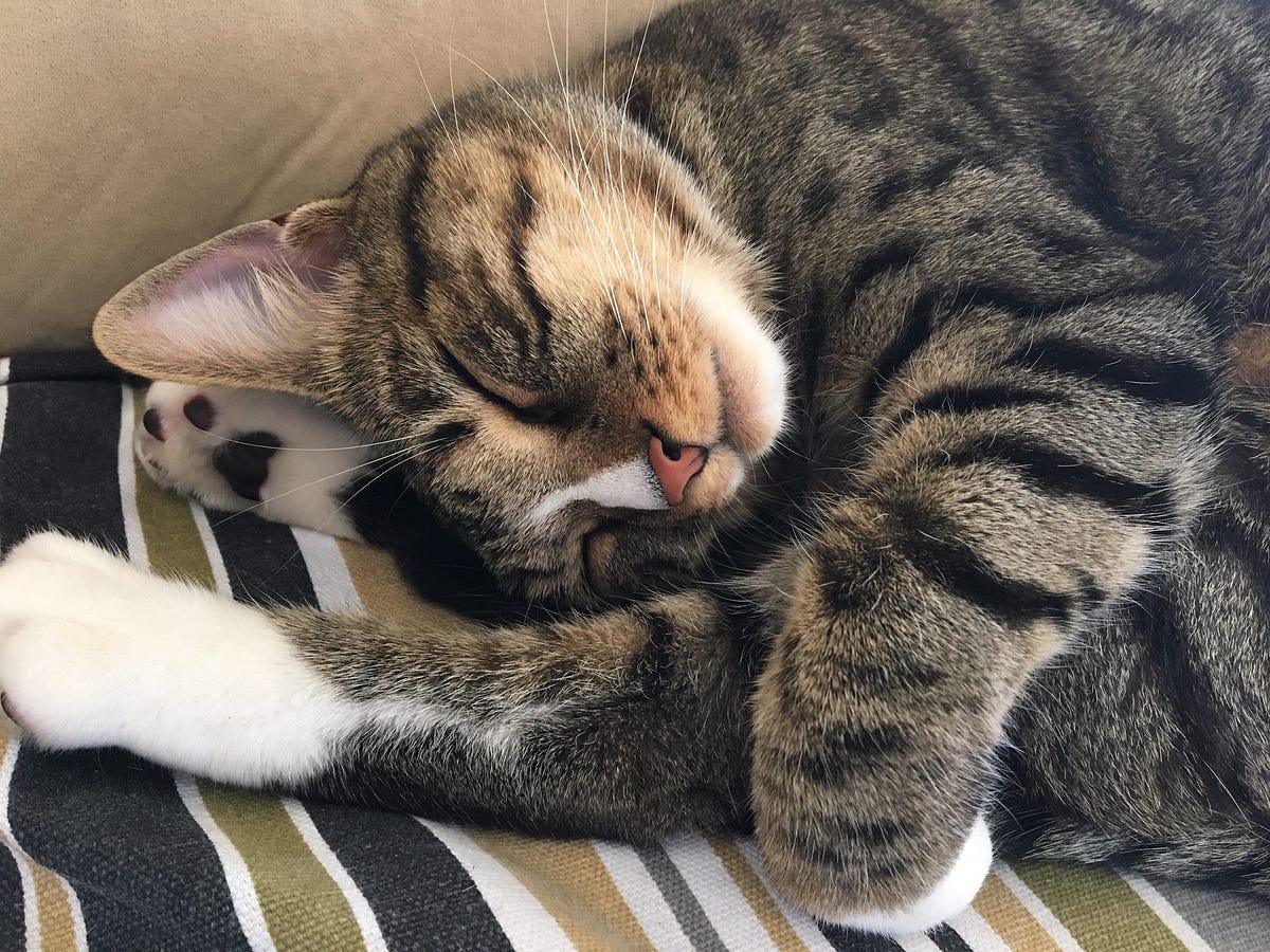 The magical lover cat, Sienna. . This being and I have had such an ...