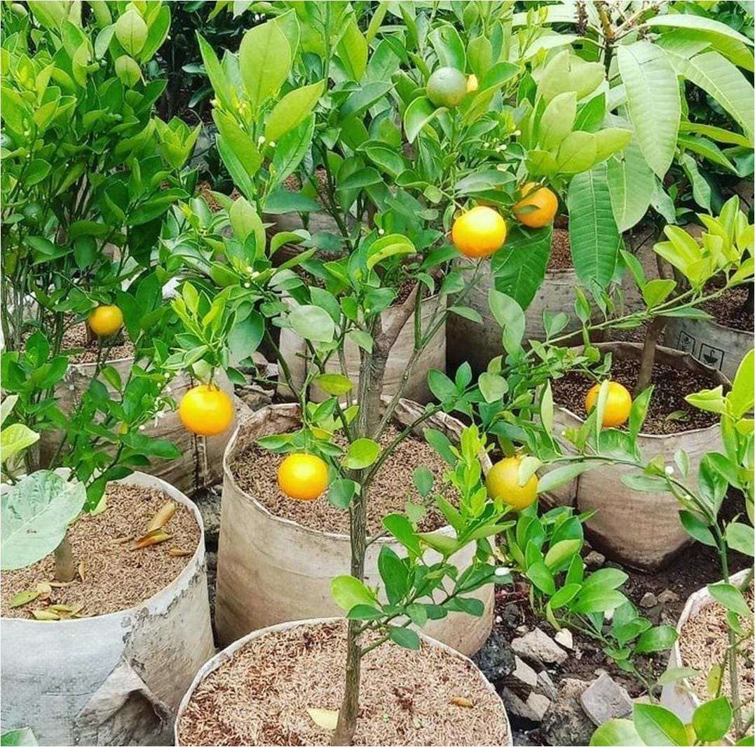 Bibit Jeruk Kip Tanaman Buah Premium Terbaru Bangli | by Damarplantys ...