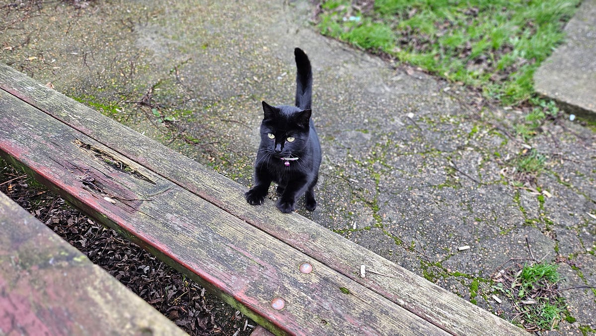 How I Fell in Love with a Feral Cat: My Journey with PusPus | by Shneha ...