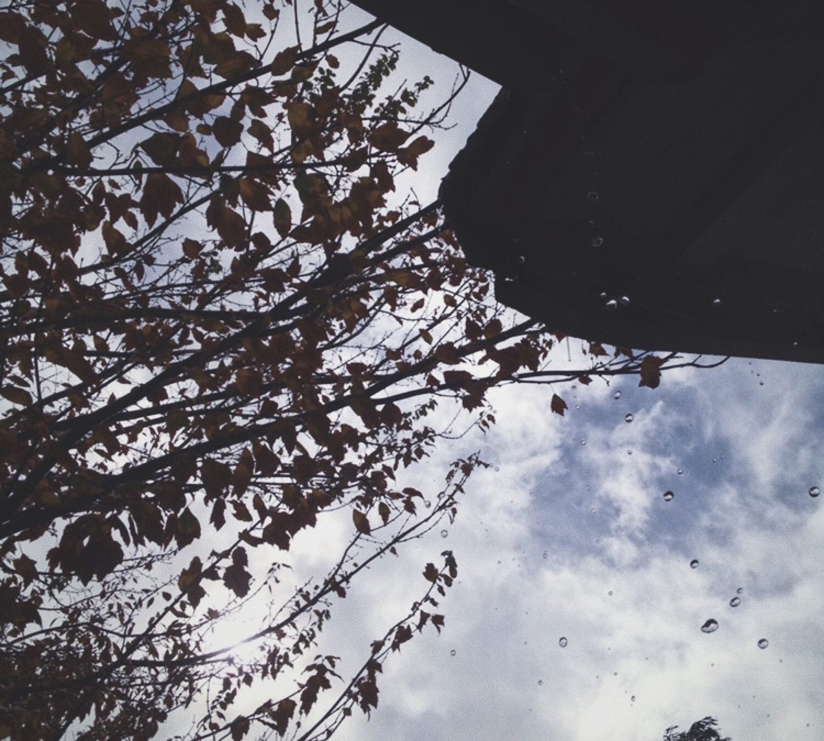 Your name is Rain. Rain came from above | by Shelby Levario | Medium
