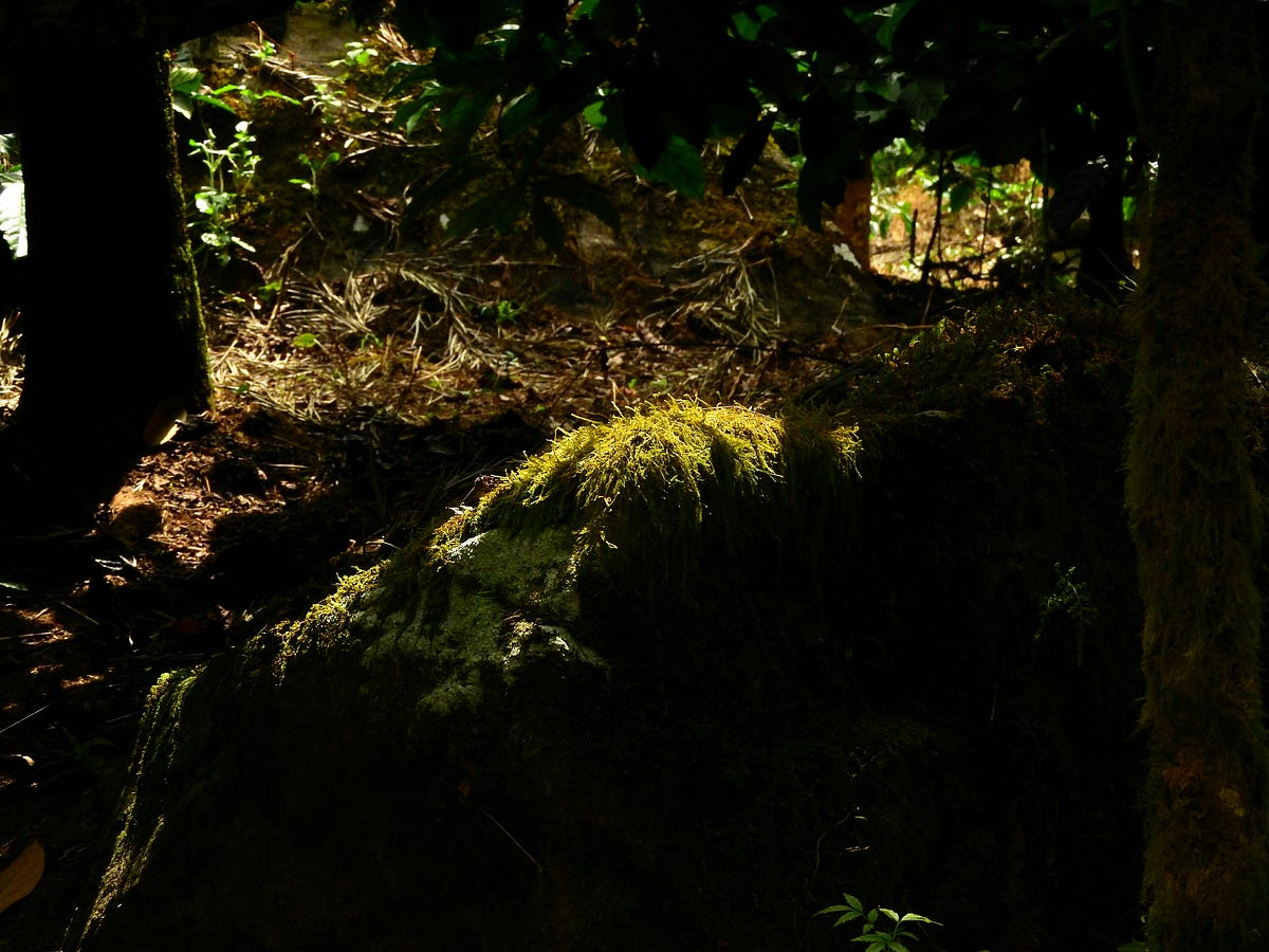 Tread softly on the forest floor like the dried leaves that fall gently from high trees… tread ...