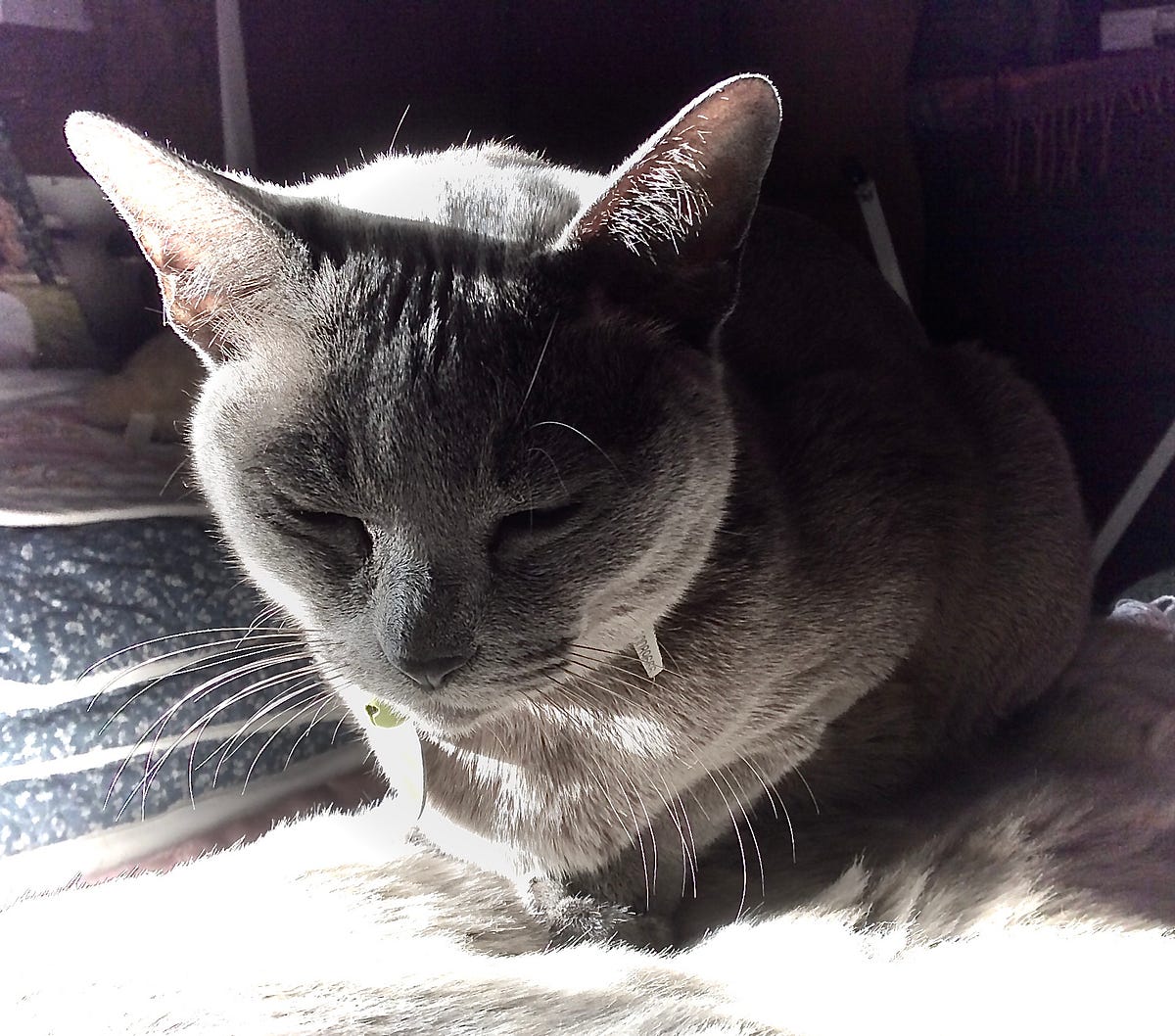 Cat. For Igor | by Sally A Mortemore | The Howling Owl | Mar, 2024 | Medium