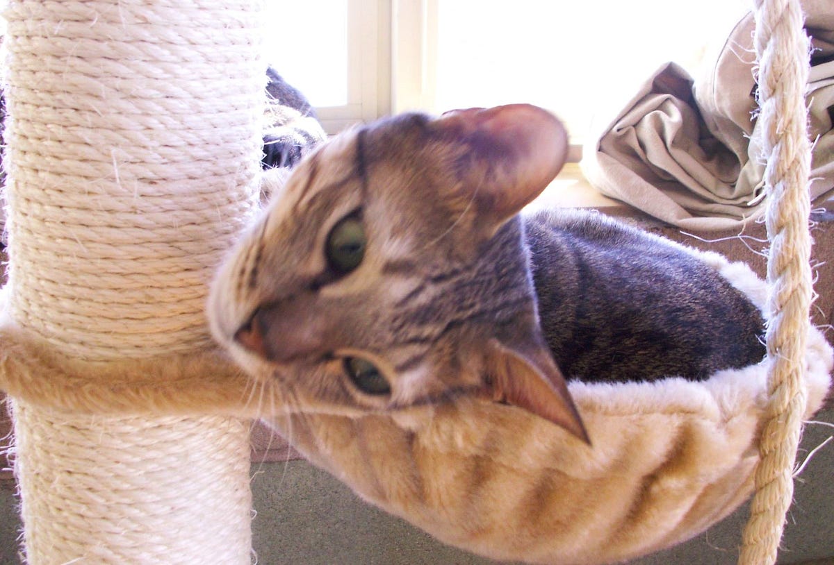Why Cats Go Wild Over a Simple Piece of String | by Susan Nilson ...