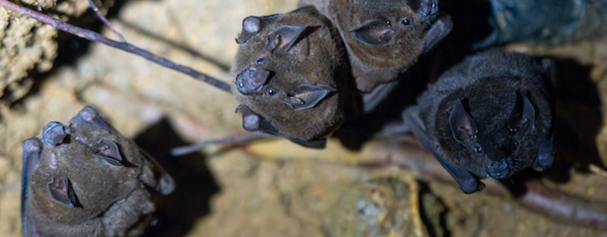 AgriLife Today: Millions of bats call Texas home sweet home | by Texas ...