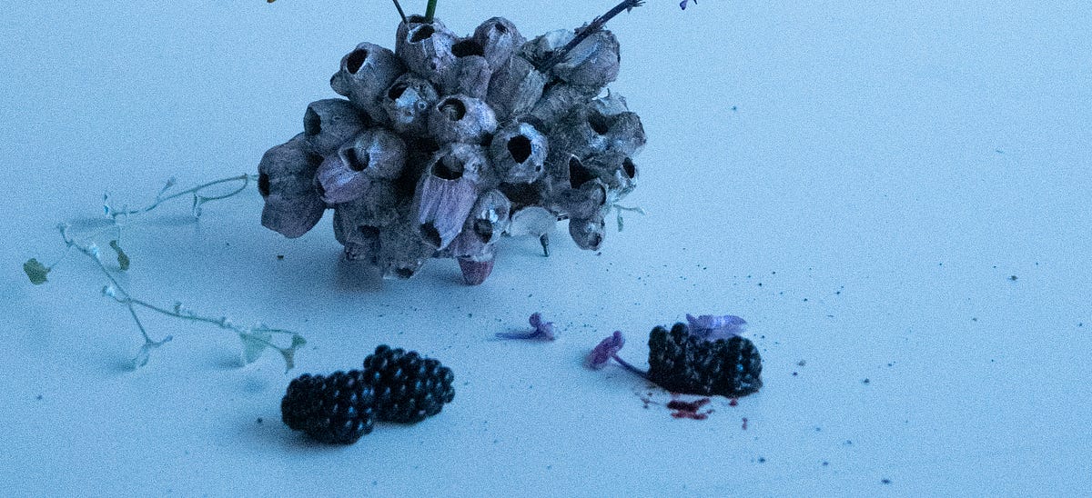 Barnacles and Blackberries. Foraging in the forest for flowers, and ...