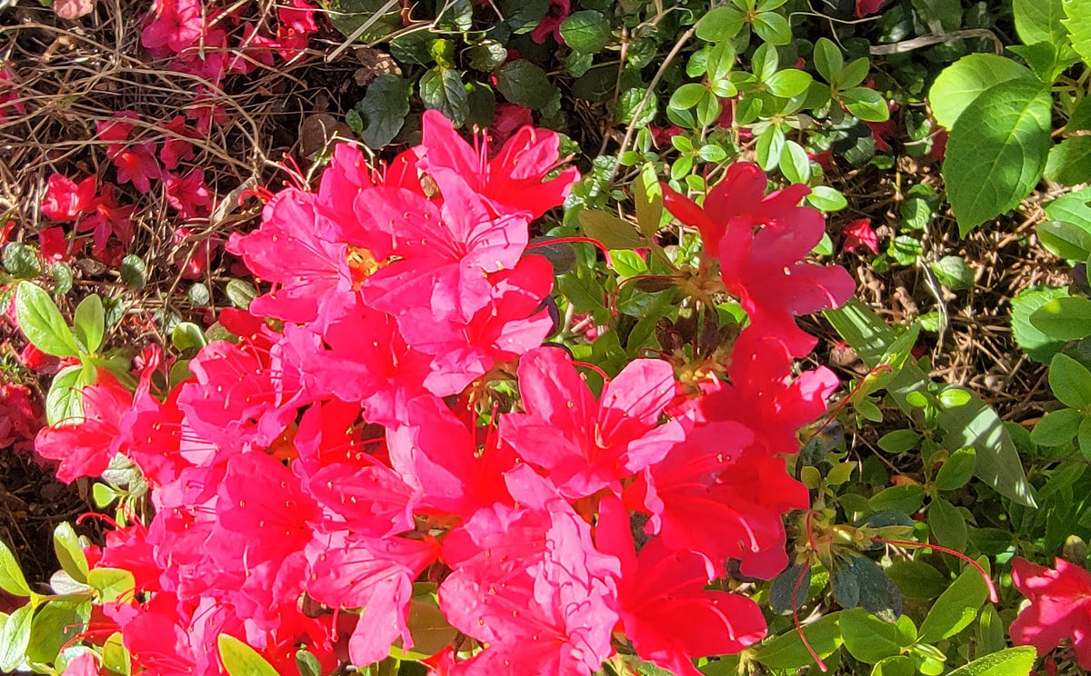 Look What’s Blooming in my Garden This Spring [2023] | by Rosette ...