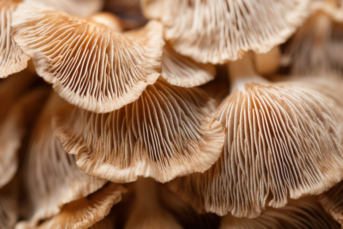 Five Health Benefits You Gain From Eating Hedgehog Mushrooms | by Ange ...