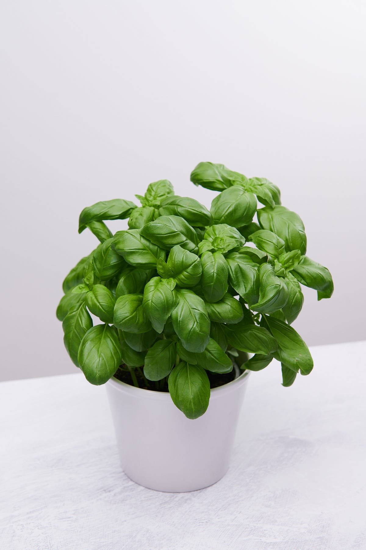The Top 12 Most Potent Medicinal Plants With Proven Health Benefits ...