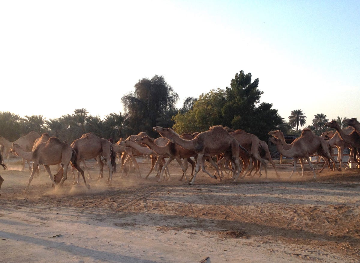 The Time of the Camels has Arrived | by Susana Garcia-Robles, Capria ...