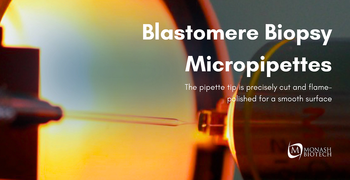 🧬Blastomere Biopsy Micropipettes | by Monash Biotech | Mar, 2024 | Medium