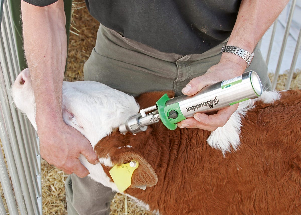 Various Techniques to Dehorner a Cow | by Fairfield Supplies LTD | Medium