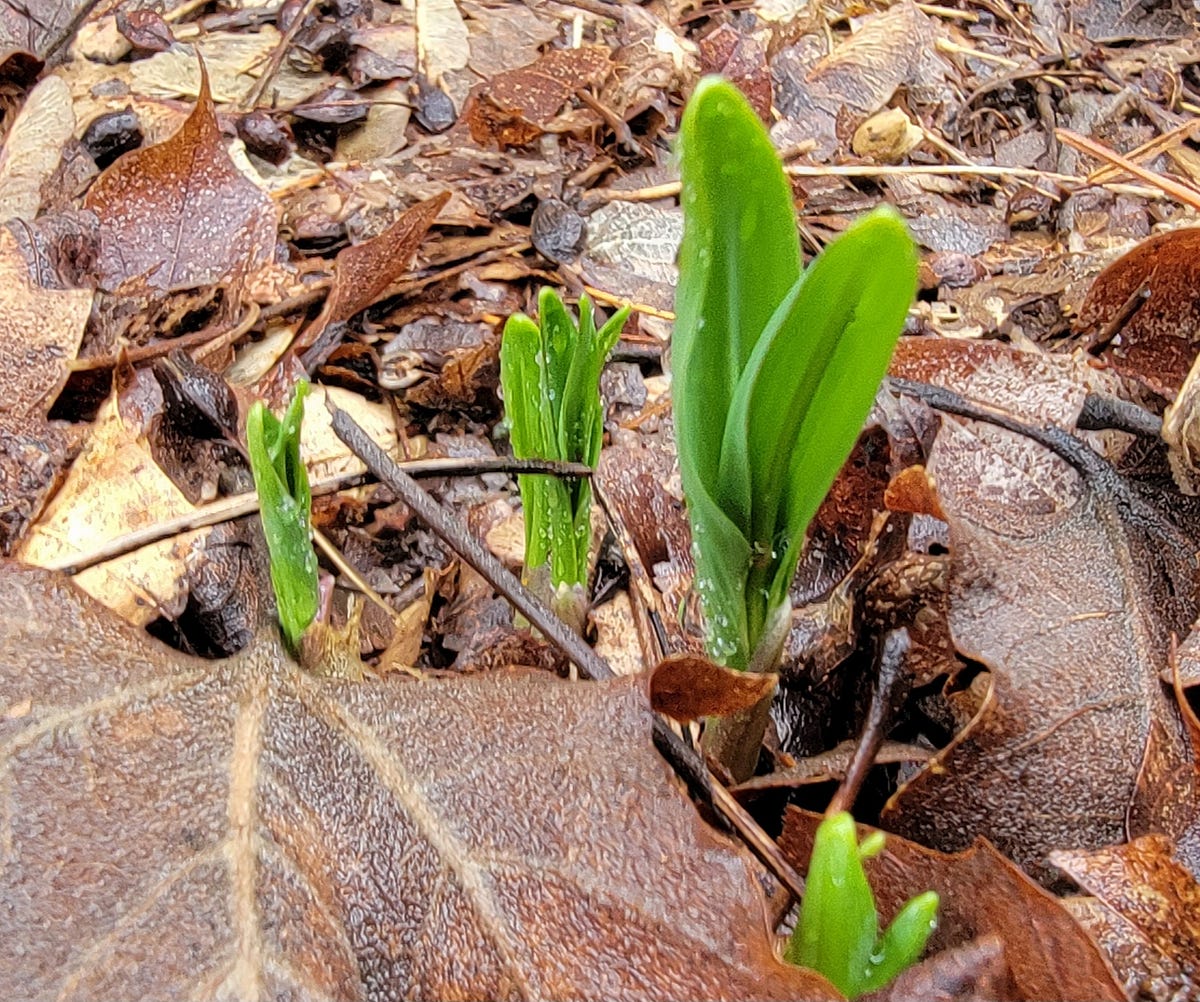 Ramp Up Your North American Native Plant Game | by Lucas Demyan ...