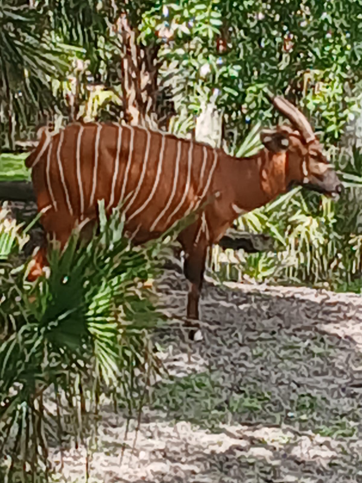 Is It Ethical to Keep Animals in Captivity? | by Sonia Duque Molina ...