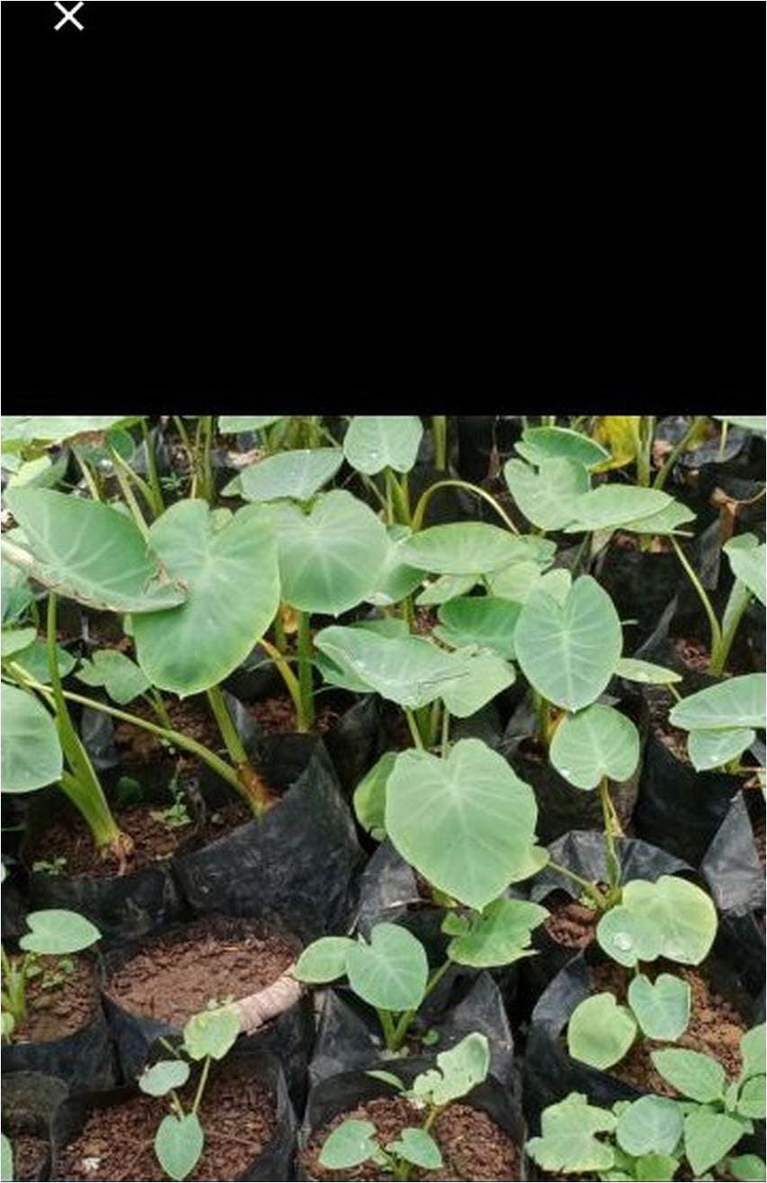 Bibit Talas Jepang Promo 10 Satoimo Kultur Jaringan Bogor Terunggul ...