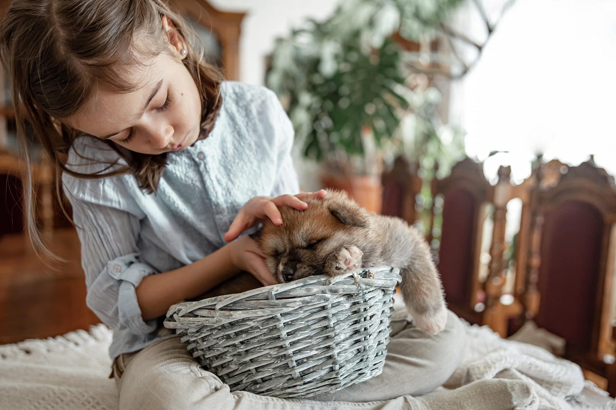 Everything you need to know about raising cats at home - petmed jo - Medium