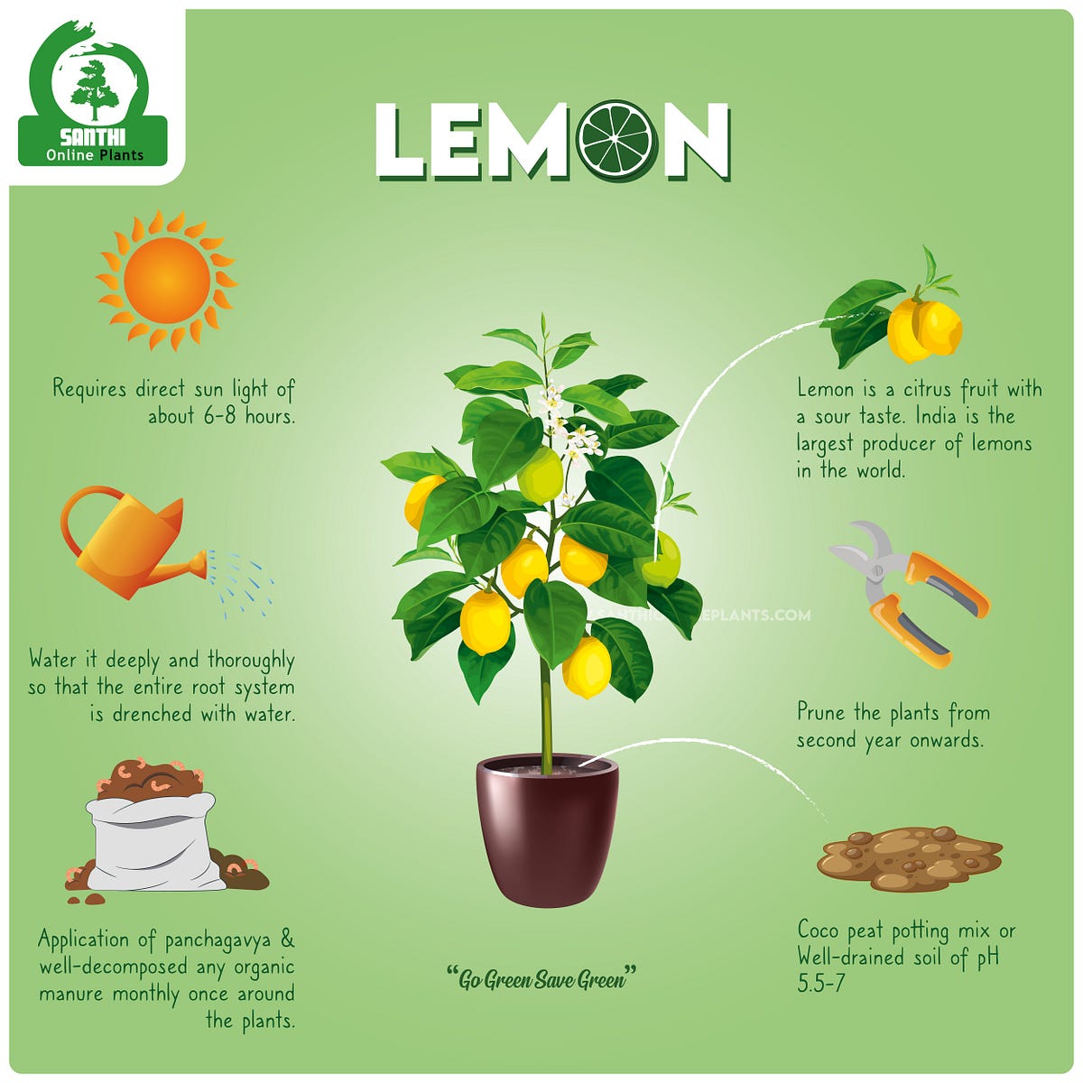 Lemon - sepal petal - Medium