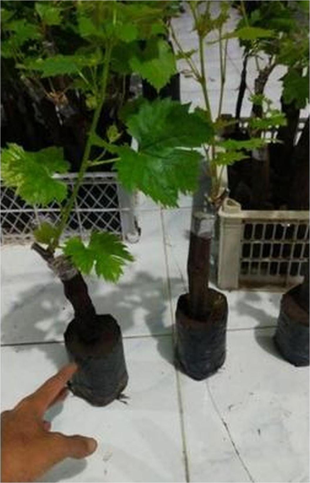 Bibit Anggur Import Paket Taldun Mudah Berbuah Kuningan Terlengkap | by ...