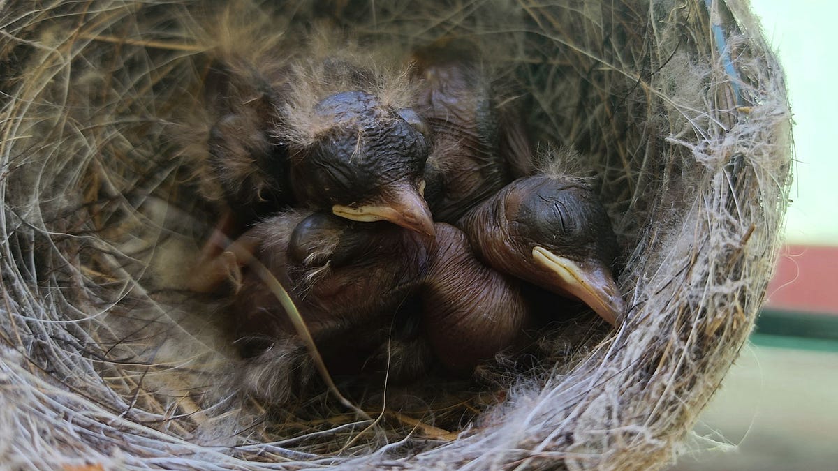 A Feathered Tail of Empathy. What two tiny birds and a persistent… | by ...