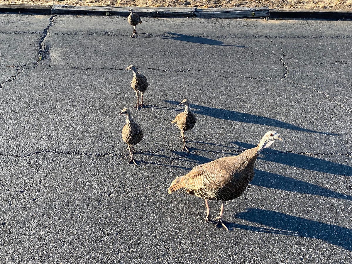 Tame, Domesticated or Wild. Neighborhood Turkeys Defy Explanation | by ...