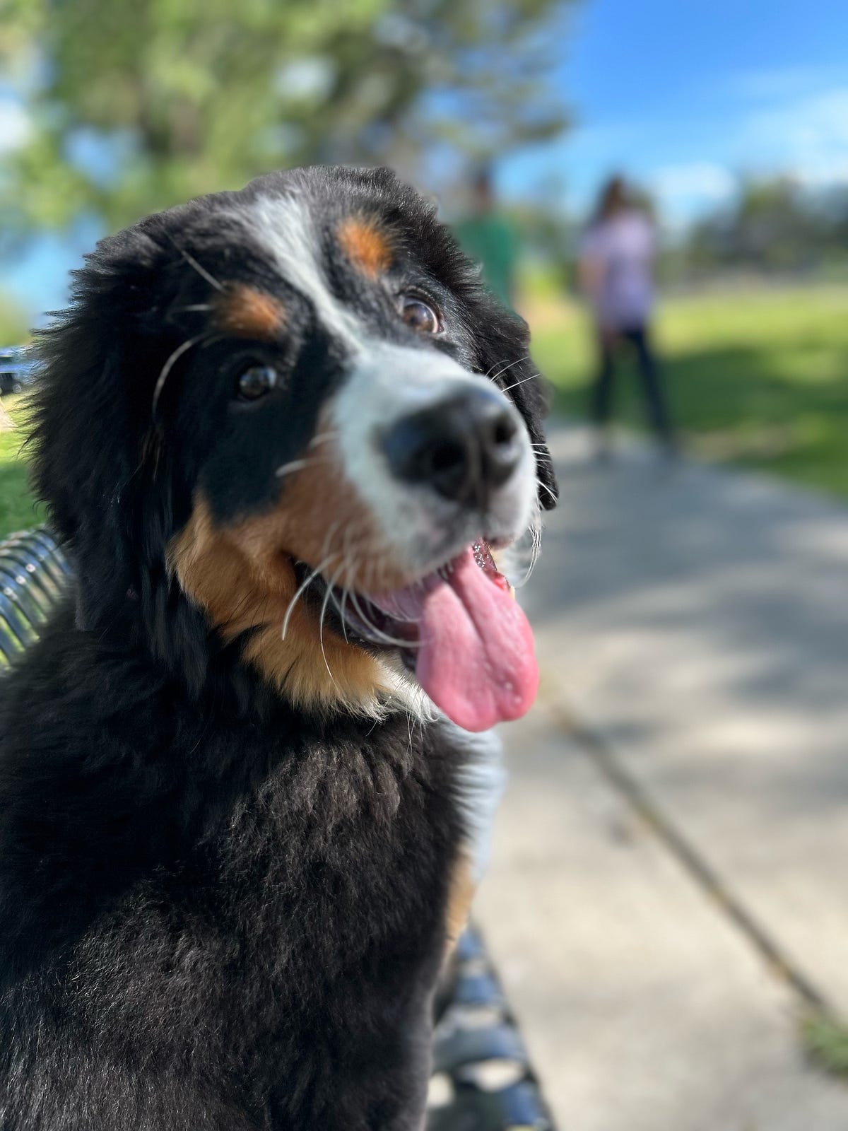 The Gospel of Dogs - My Sleeve Where It Should Be - Medium