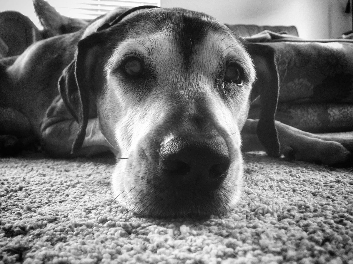 Best Friends. Unexpected friendships are the best… | by Jennifer Goode ...
