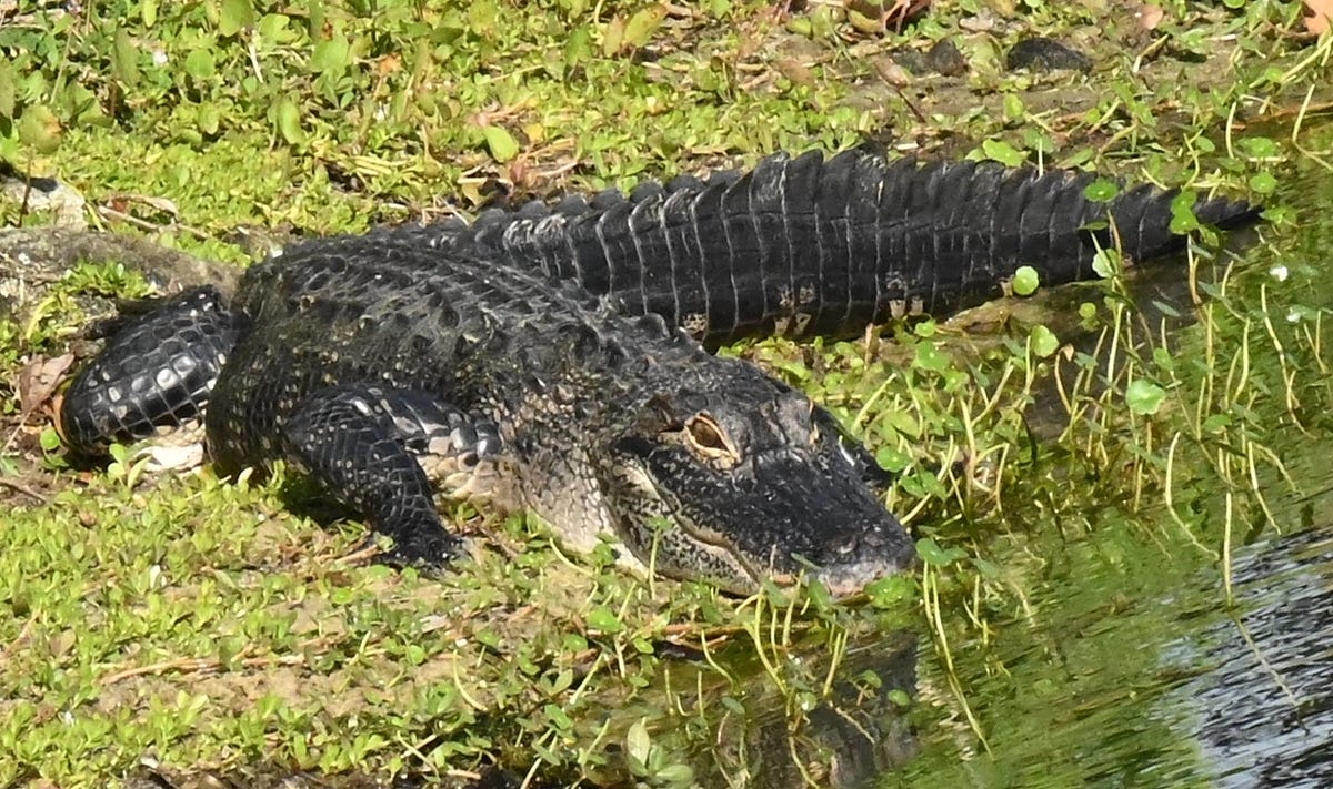 Russians Are Afraid of Alligators | by John Dean | Dean’s List | Medium