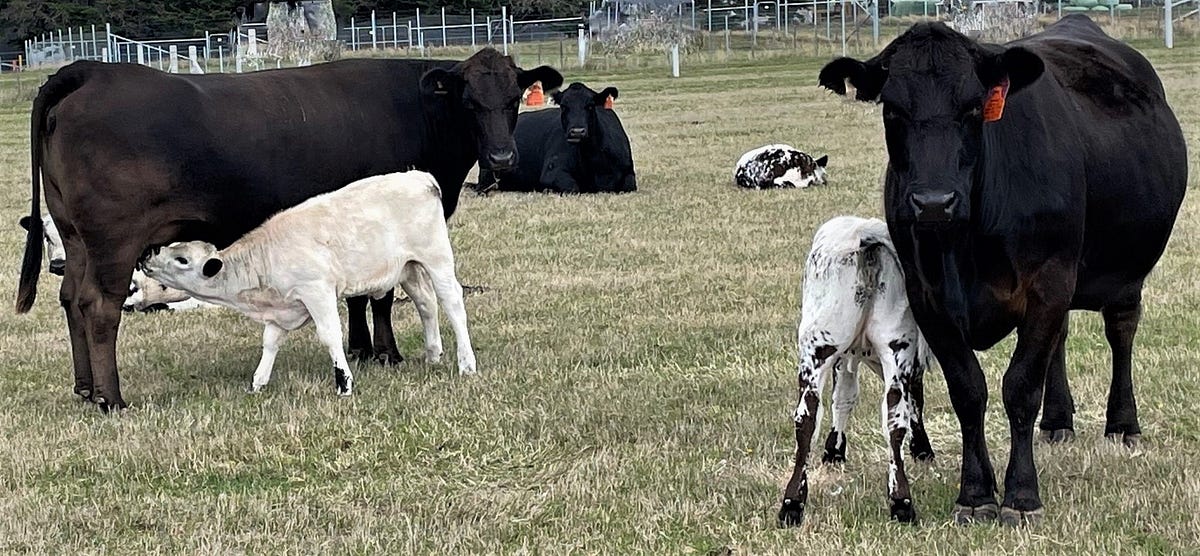 Speckle Park Cattle: The Perfect Breed for Sustainable and Profitable ...