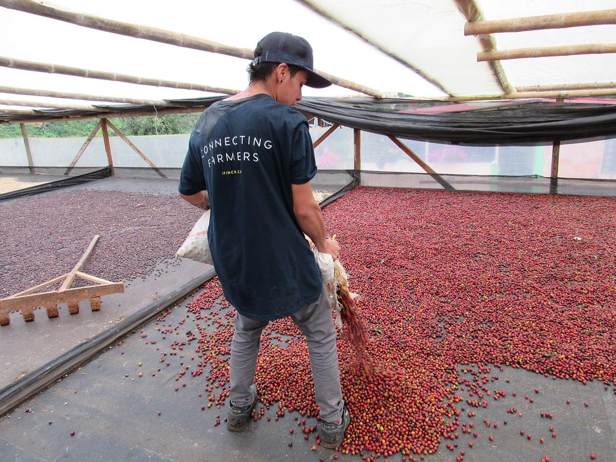 Coffee Processing at Monteblanco. Finca Monteblanco in La Tocora de San ...