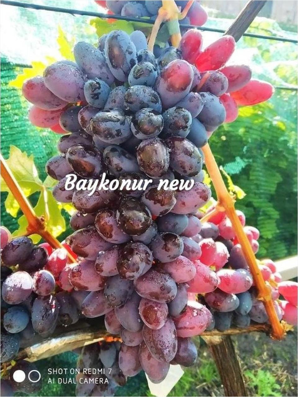 Paket Ajir 4 Bibit Anggur Import Tanaman Buah Graftingan Cepat Berbuah ...