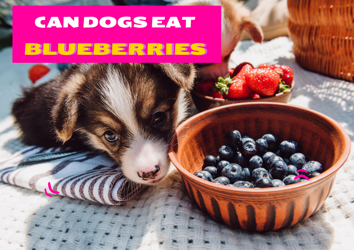 Can Dogs Eat Blueberries? Benefits & Feeding Tips for Your Pooch | by ...