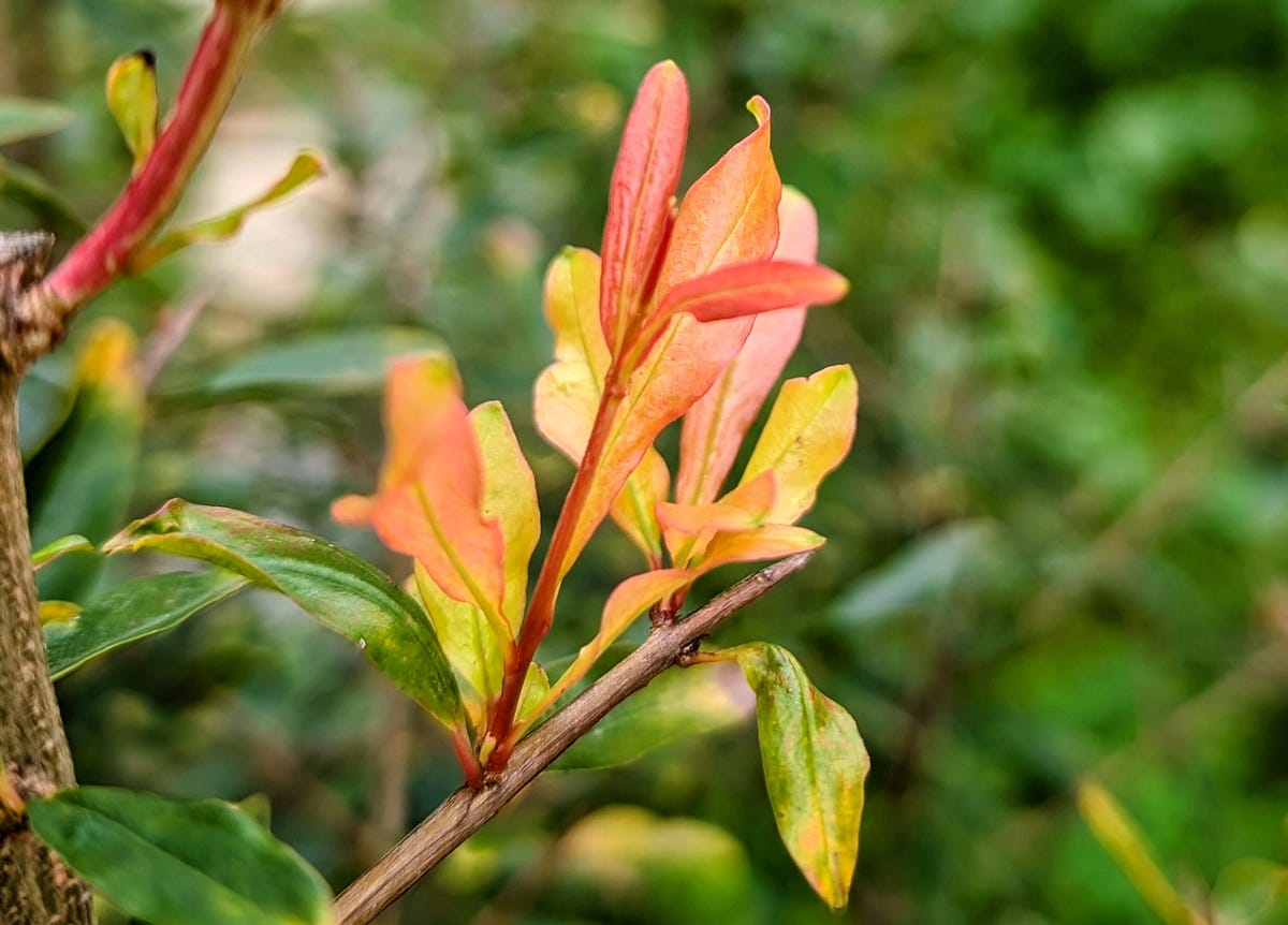 The Great Leaf Drop: The Fascinating Science Behind Your Plant’s ...