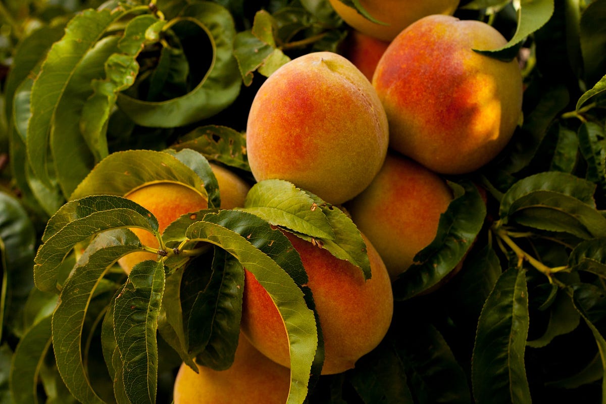 Can Dogs Eat Peaches? Here’s What You Need To Know - The Upper Pawside ...