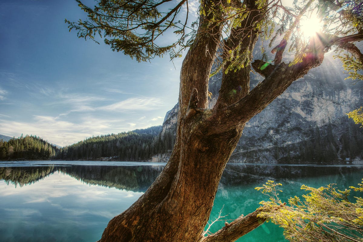 Giving Momma Her Flowers: Paying Homage to Nature | Medium