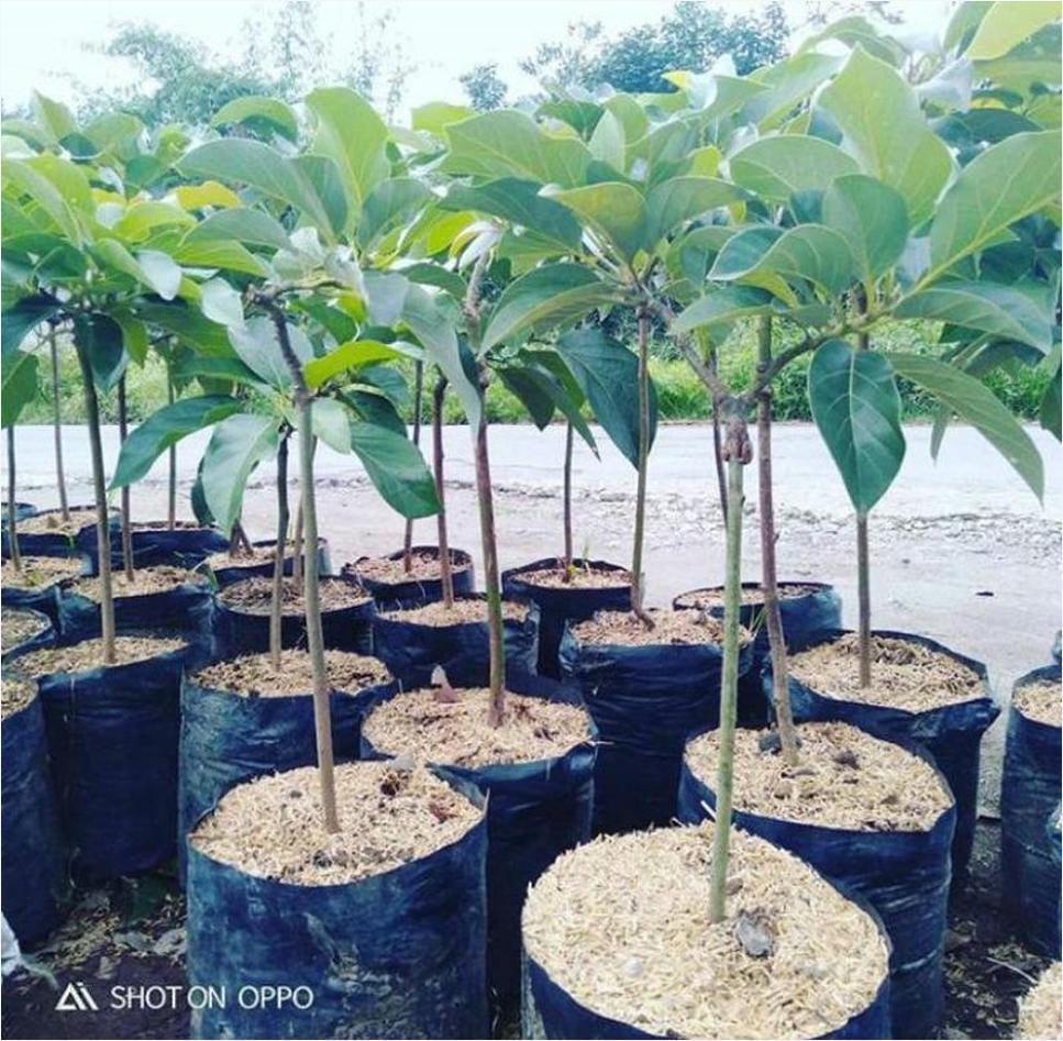 Bibit Sawo Dan Jeruk Jembrana Terlengkap | by Joyokarto Florist | Medium