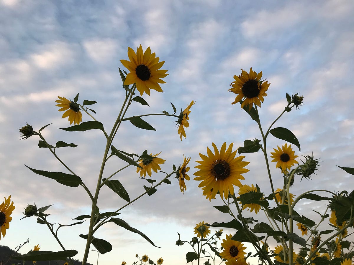 Нөхөрлөлийн тухайд. Бид сайн найзууд байсан. Яагаад БАЙСАН… | by Ichko Starry | Medium