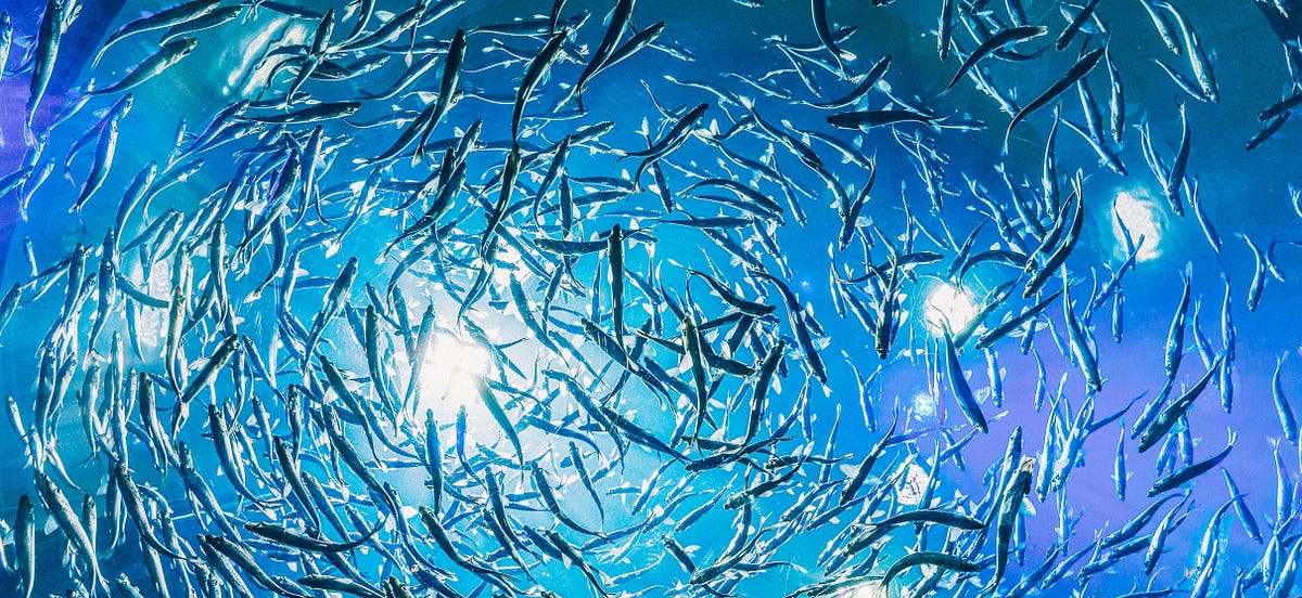 How to Create a Free Personal Website using Github | by Kiri Um | Medium