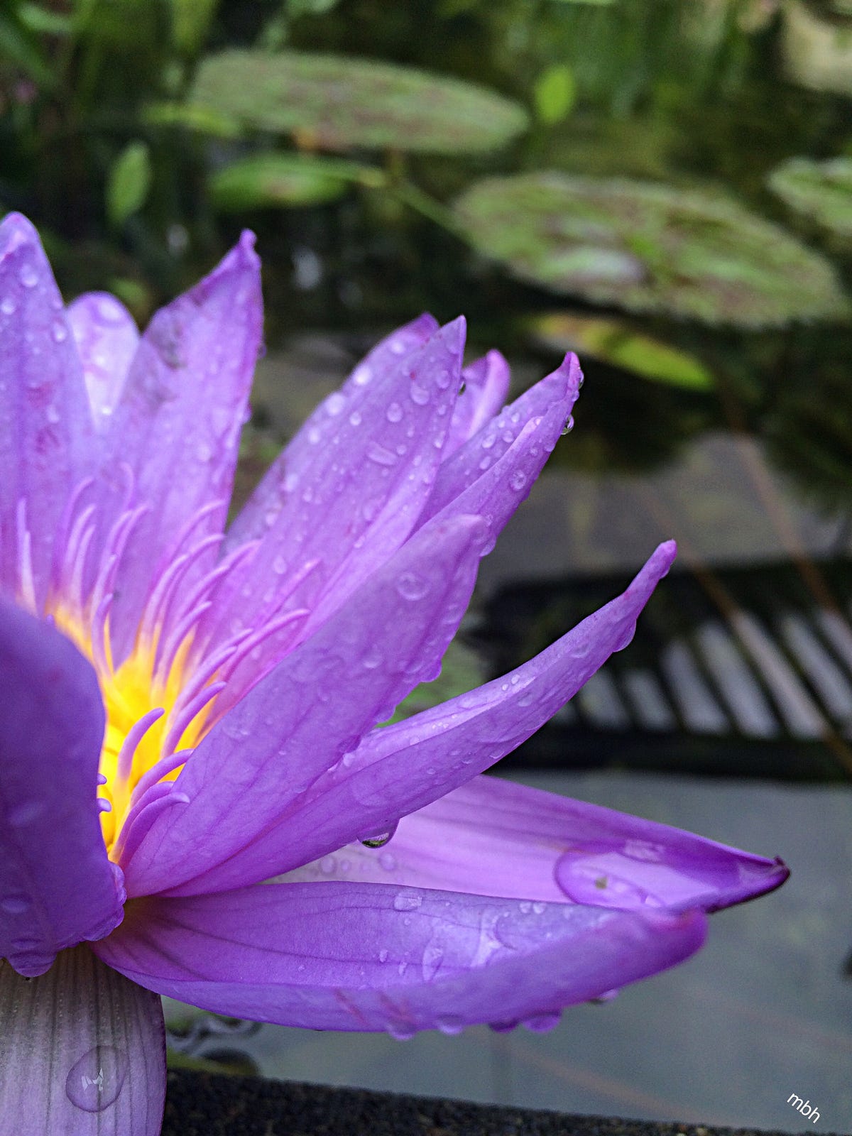 Nymphaea nouchali | by Morgan Harding | Medium