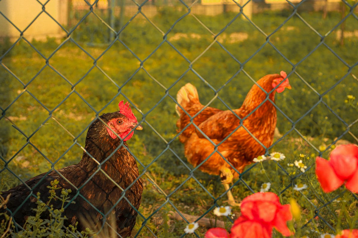 Funny Animal Limericks for Kids — Laugh and Learn | Medium