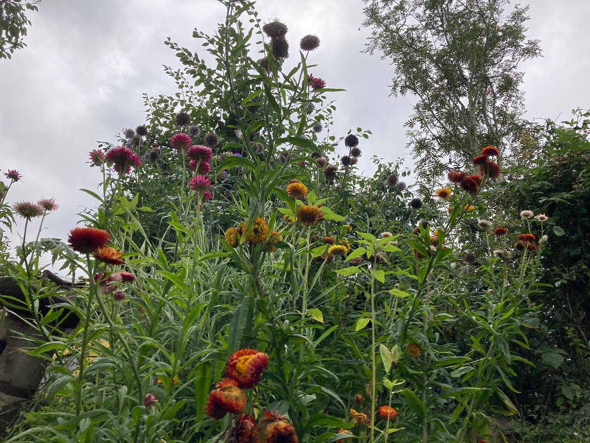 A Battered Week In Flowers | Penny Grubb | Weeds & Wildflowers